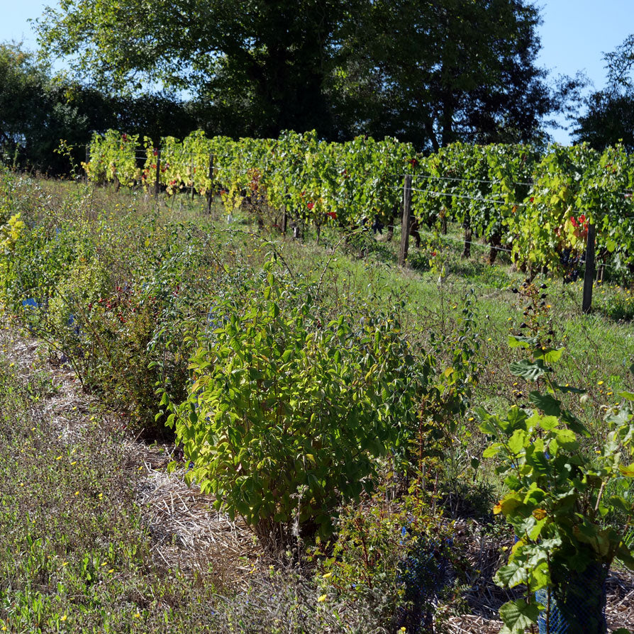 Clos de la Dioterie 2011 - Charles Joguet